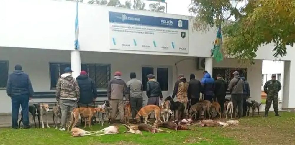 Caza furtiva en Chascomús: secuestran armas, 24 galgos y cuerpos de ...