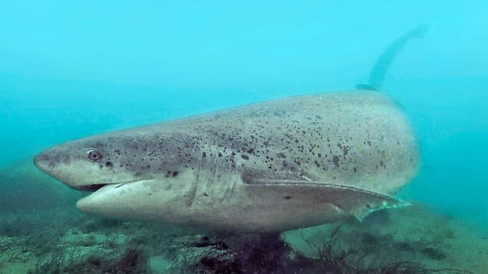 Tiburón gatopardo, un gigante de la costa bonaerense