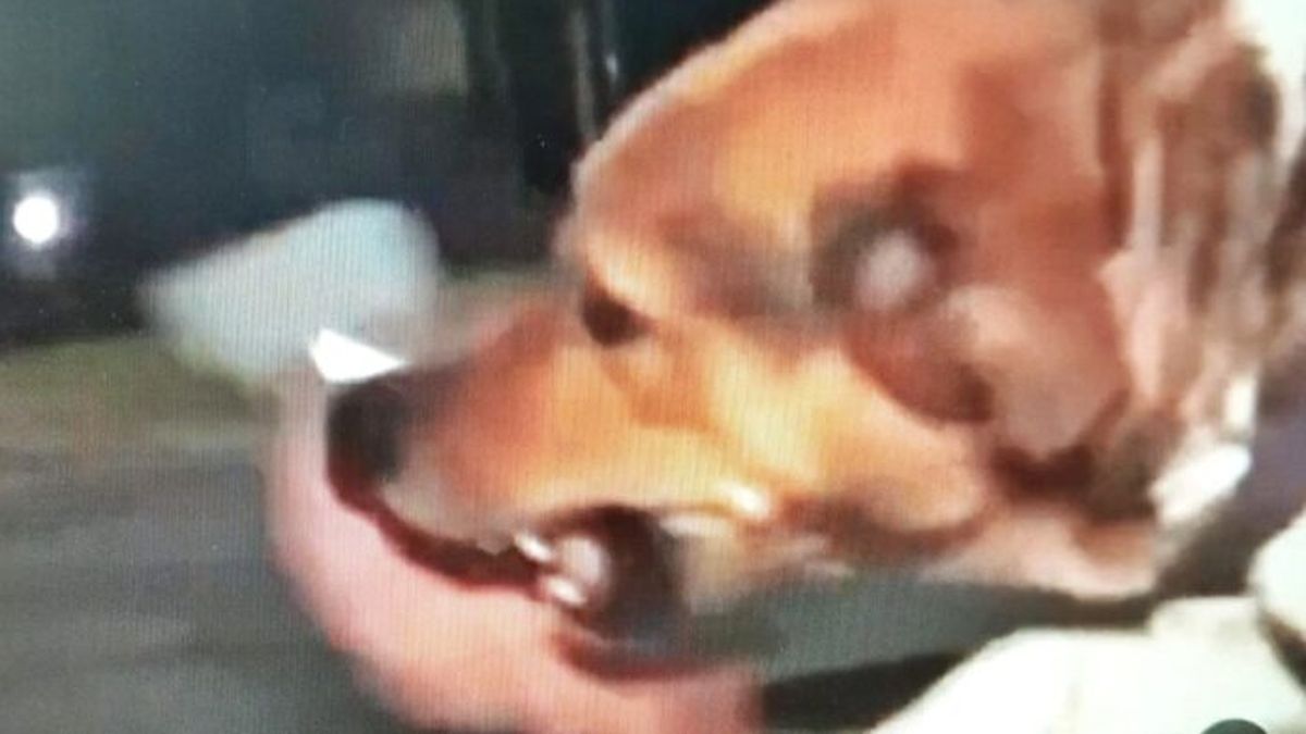 El móvil de Bruno, el perro tildado de “asesino” al que la cámara puso ...