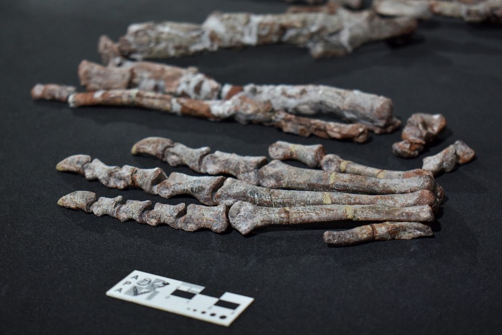 La Universidad Nacional de La Plata participó del hallazgo de uno de ...